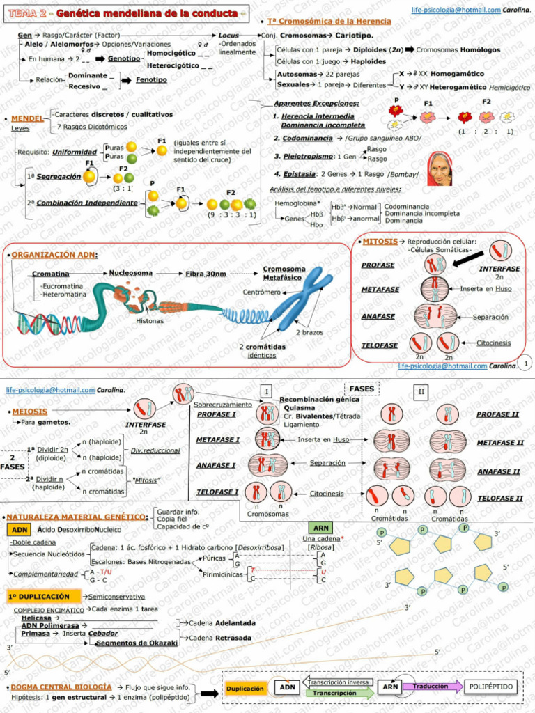Esquema 2 | PDF