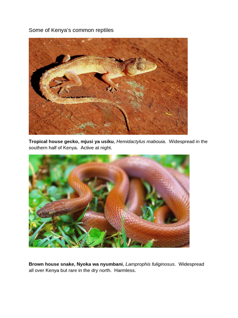 Common Lizards and Reptiles of Kenya | PDF