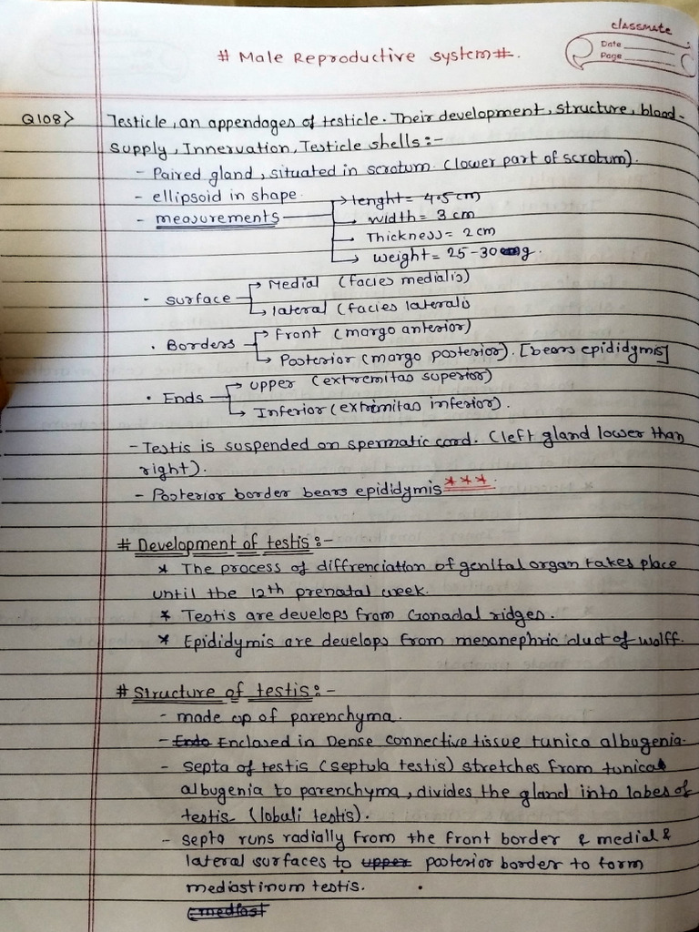 Male Reproductive System Pdf