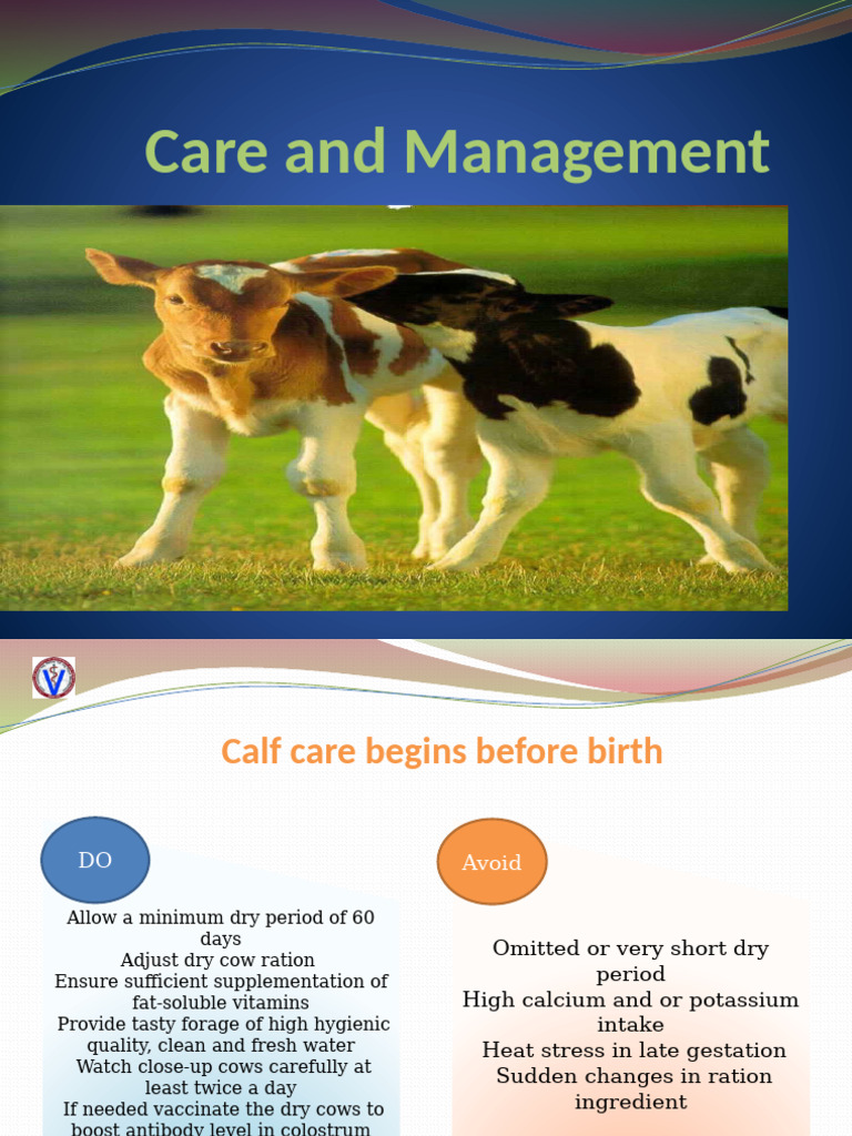 Calf Care and Management Practices | PDF | Cattle | Milk