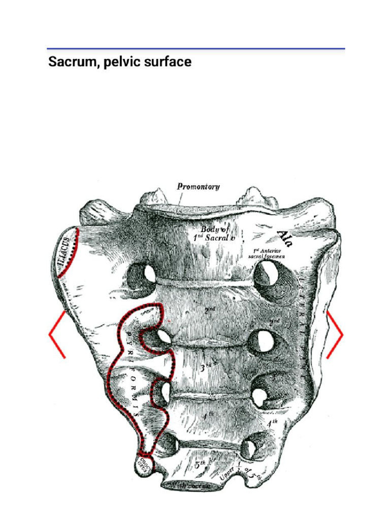 Sacrum, Pelvic Surface | PDF