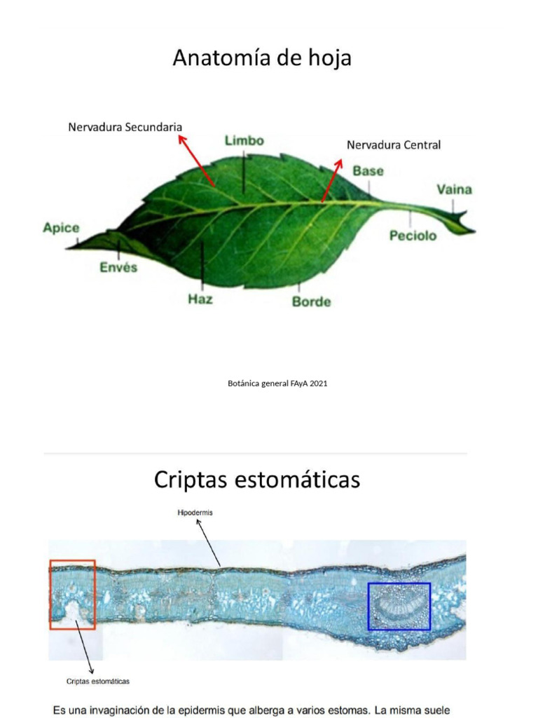 Clase U 20 Anatomia Hoja | PDF | Hoja | Morfología Vegetal