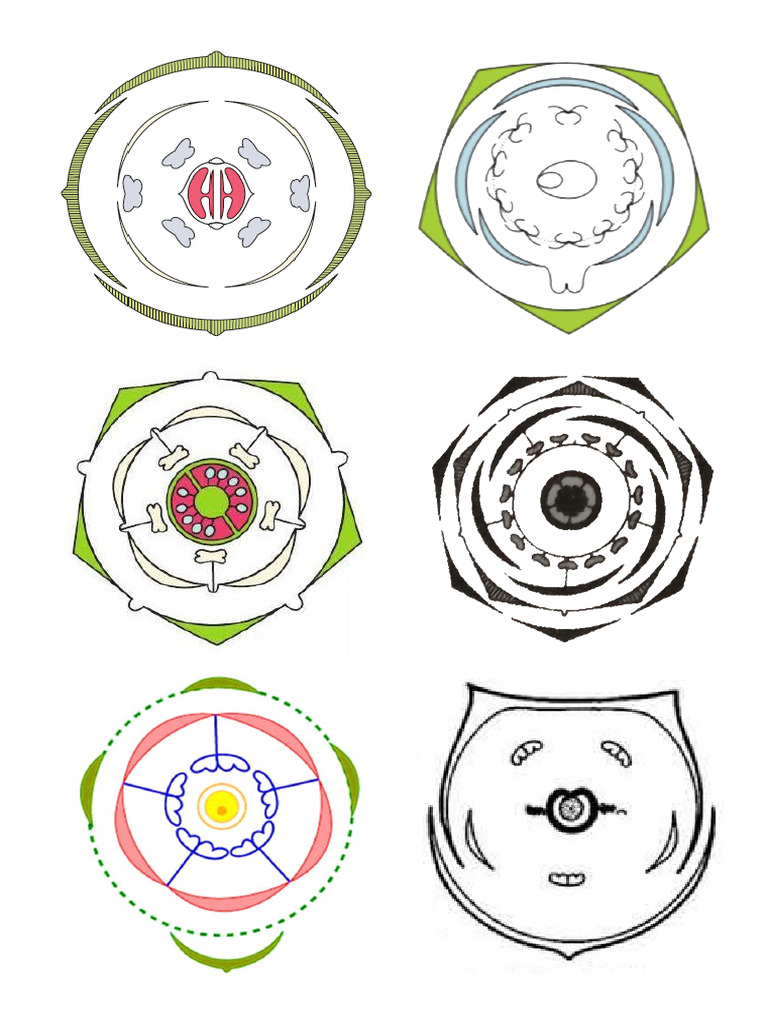 Floral Diagram | PDF