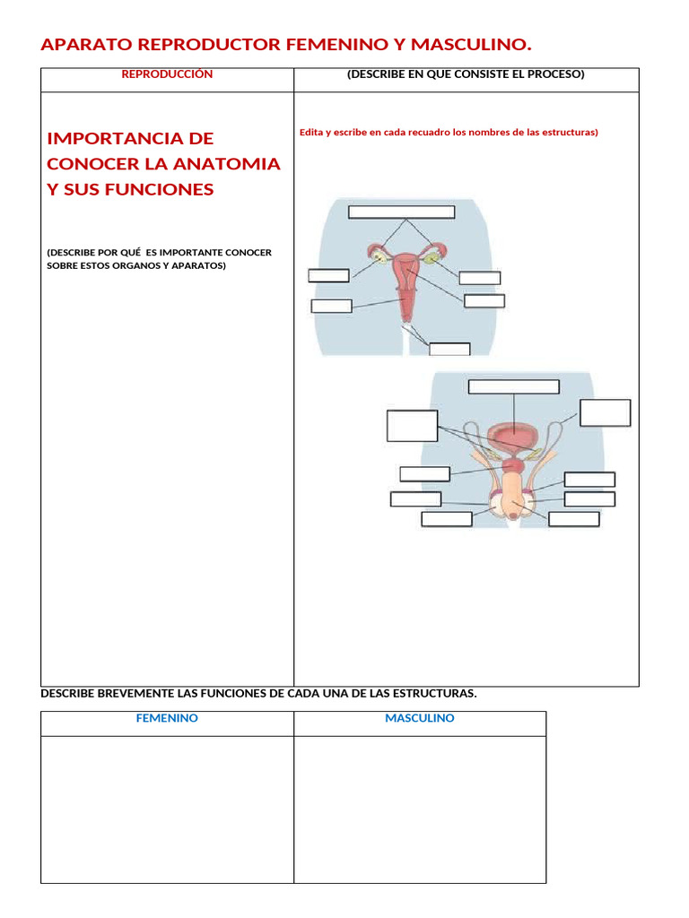 Anatomía y Funciones del Aparato Reproductor | PDF