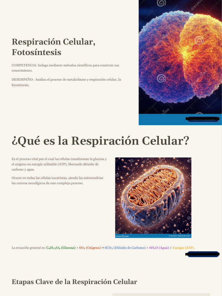 Respiracion Celular Fotosintesis 1 | PDF | Respiración celular ...