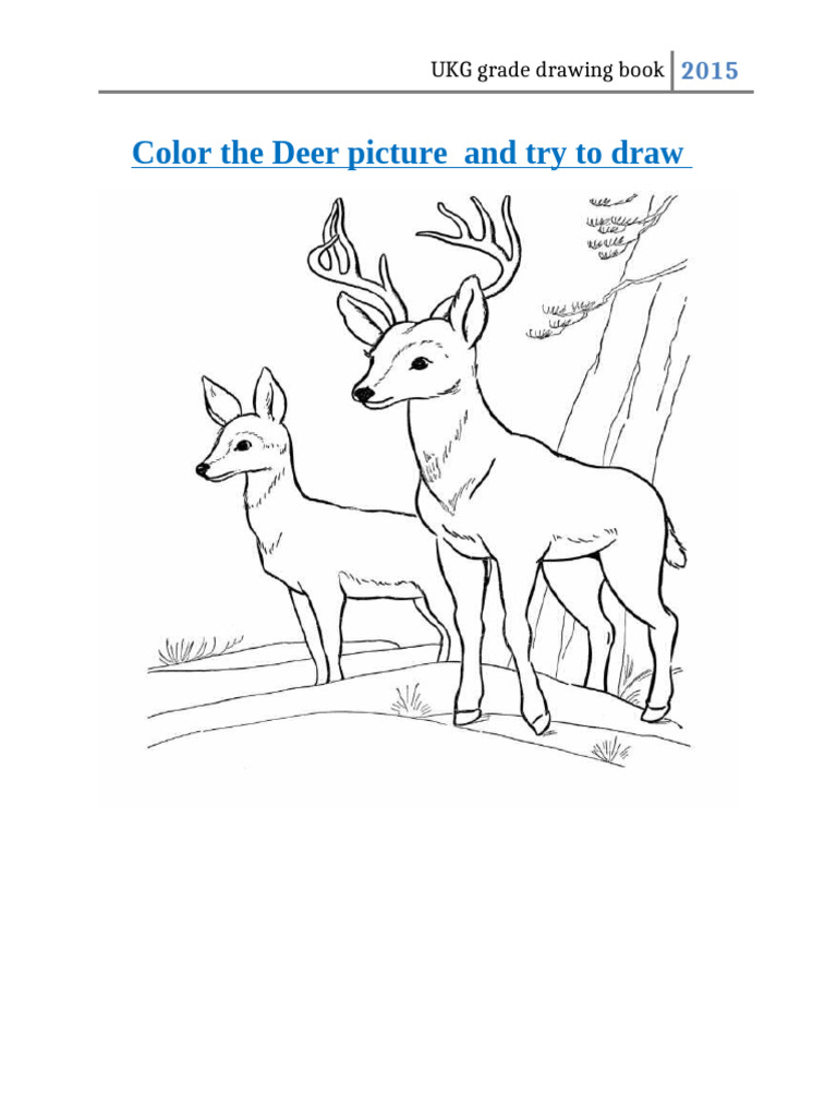UKG Drawing and Coloring Activities | PDF | Zoology