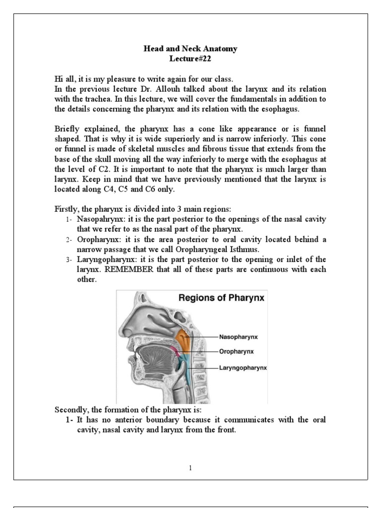 11 Pharynx | PDF | Larynx | Primate Anatomy