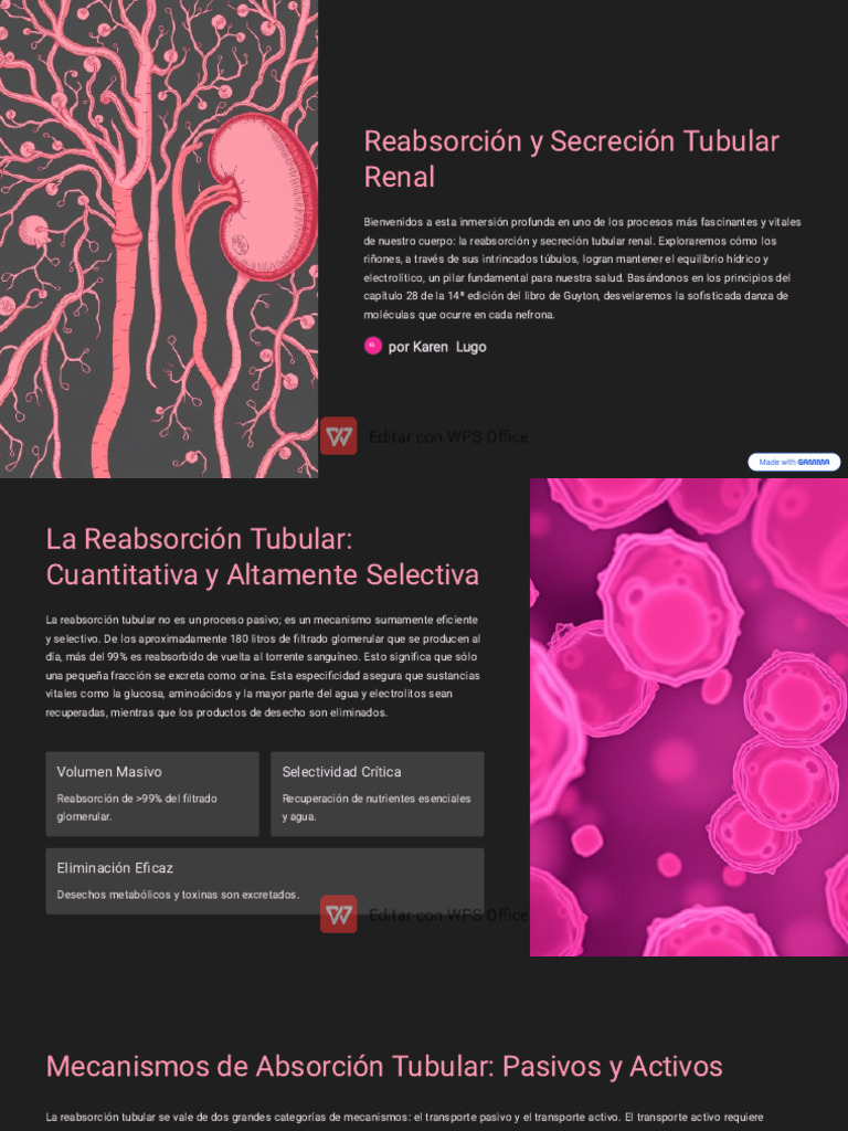 Reabsorción y Secreción Tubular Renal | PDF | Riñón