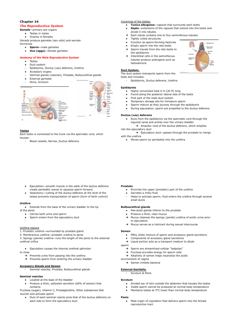 P3 - ANAPHY - Reproductive System | PDF | Menstrual Cycle | Ovary