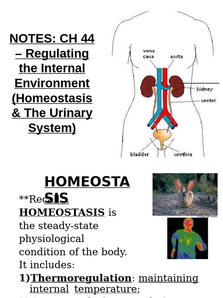 The Kidney and Urinary System | PDF | Kidney | Genitourinary System