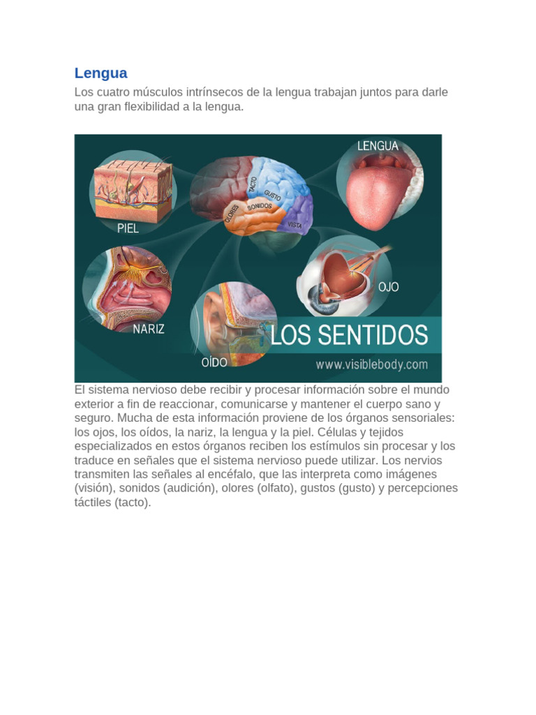Los Cinco Sentidos en El Ser Humano y Su Definicion | PDF | Escuchando ...