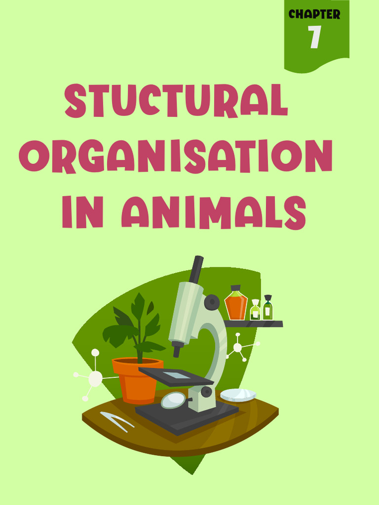 Structural Organization in Animals | PDF | Epithelium | Muscle