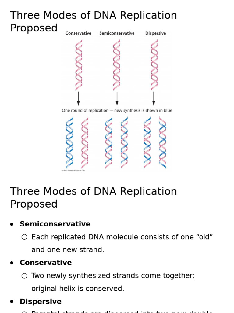 Sp25 Lec15 DNA Replication Student | PDF | Dna Replication | Dna
