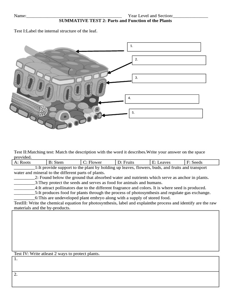 Plant Parts and Functions Test Guide | PDF