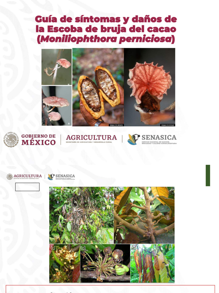 Escoba de Bruja Del Cacao (Moniliophthora Perniciosa) | PDF ...