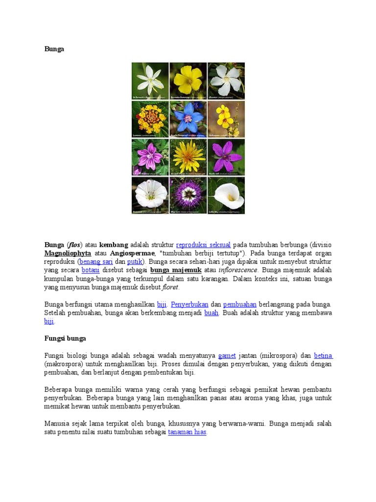 Inilah Gambar Bunga Majemuk Dan Bagiannya yang Wajib Diketahui ...