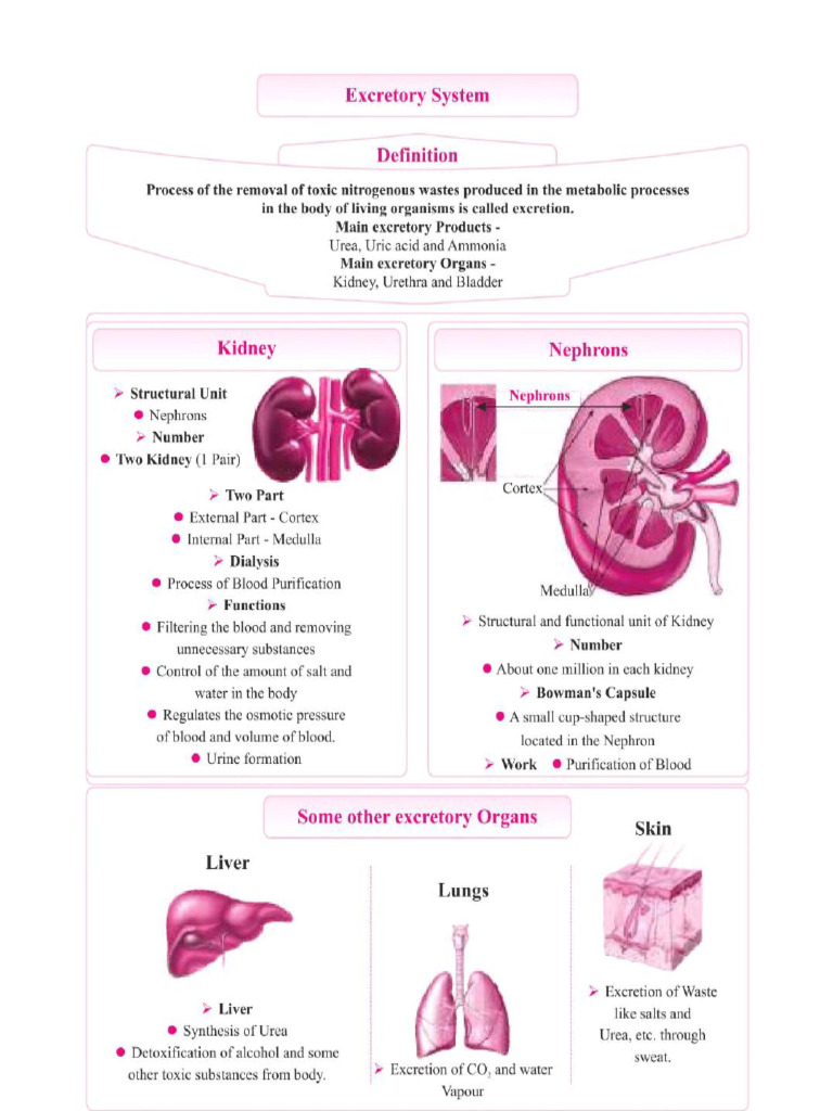 Excretory System and Nervous System Eng | PDF
