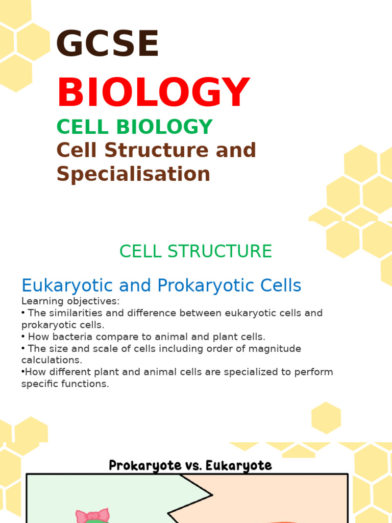 Cell Differentiation and Specialisation | PDF | Cell (Biology) | Prokaryote