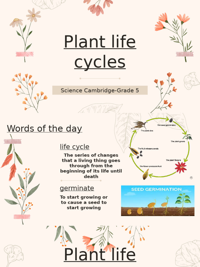 Plant Life Cycle Overview for Grade 5 | PDF