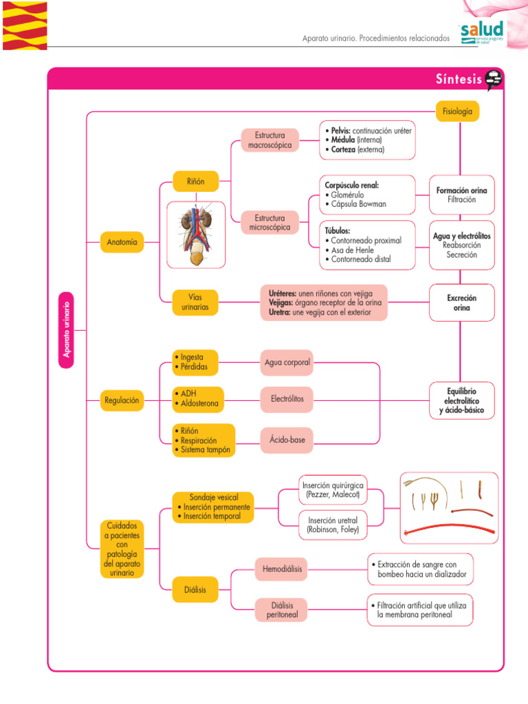 01 Esquemas Aparato Urinario Servicio Aragones Salud Enfermeria | PDF | Sistema urinario | Riñón