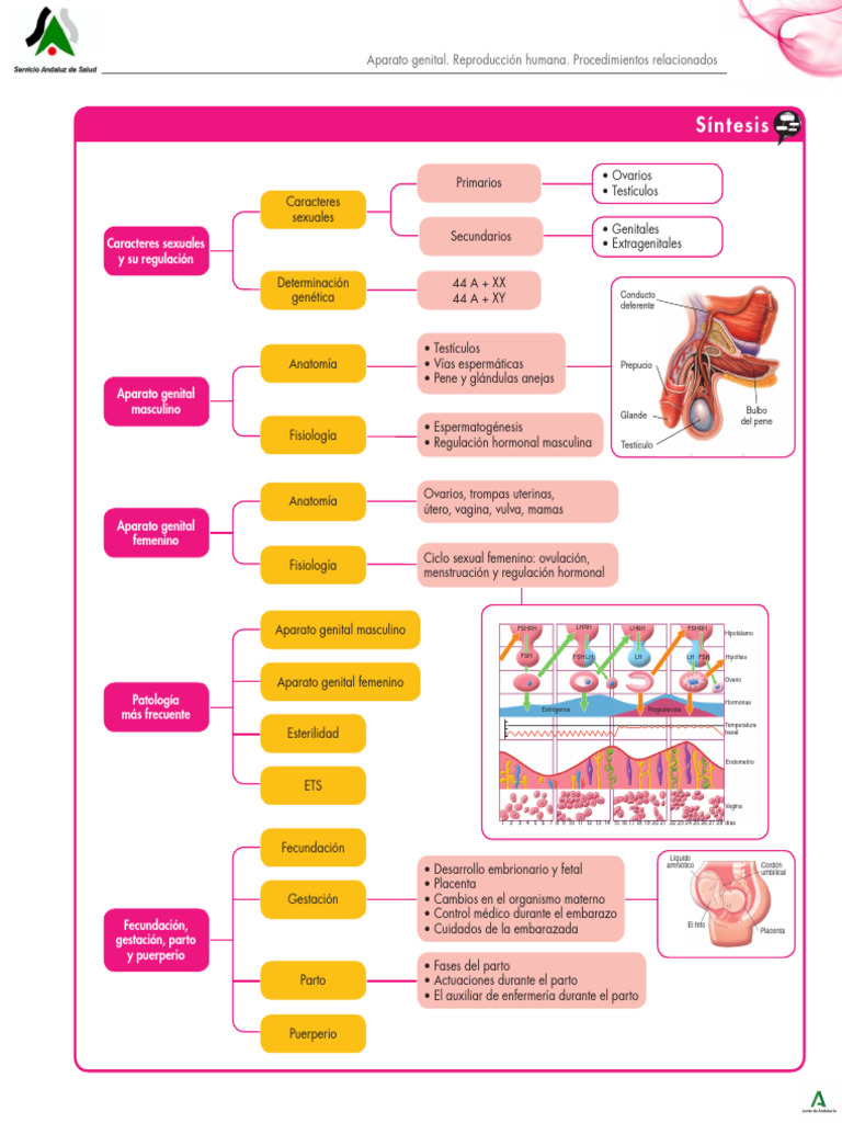 Esquemas 01 Aparato Genital Aux Enfer SAS | PDF | Sistema reproductivo | El embarazo