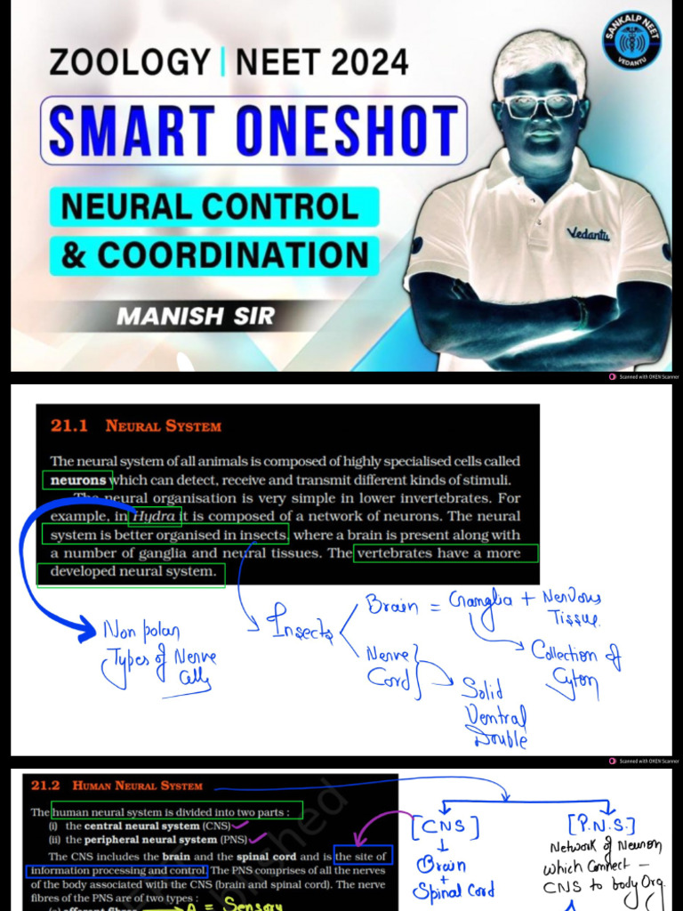 Neural Control and Cordination (2) - Invert | PDF