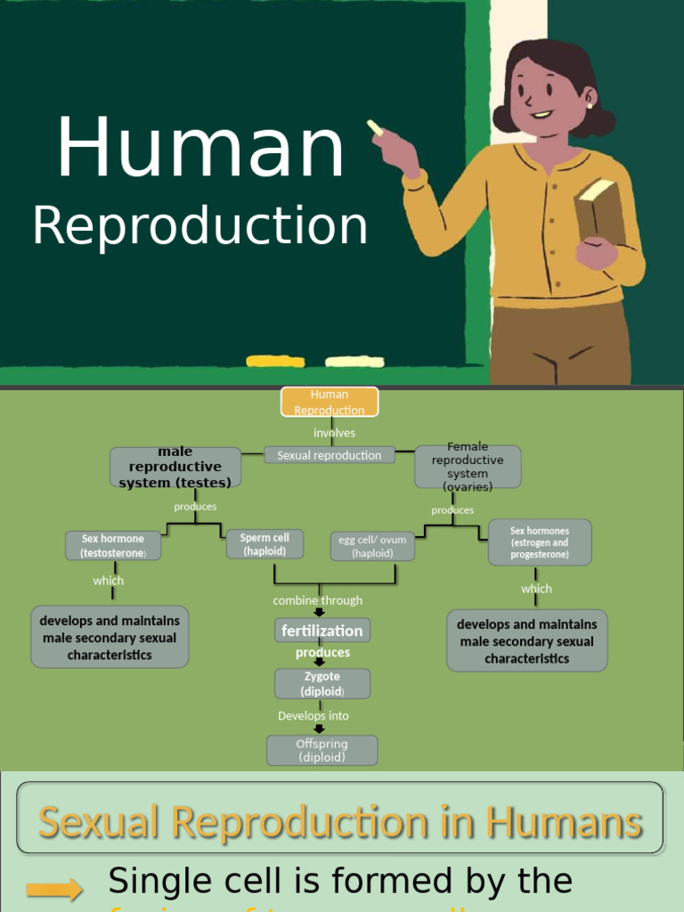 Human Sexual Reproduction Overview | PDF | Menstrual Cycle | Ovary