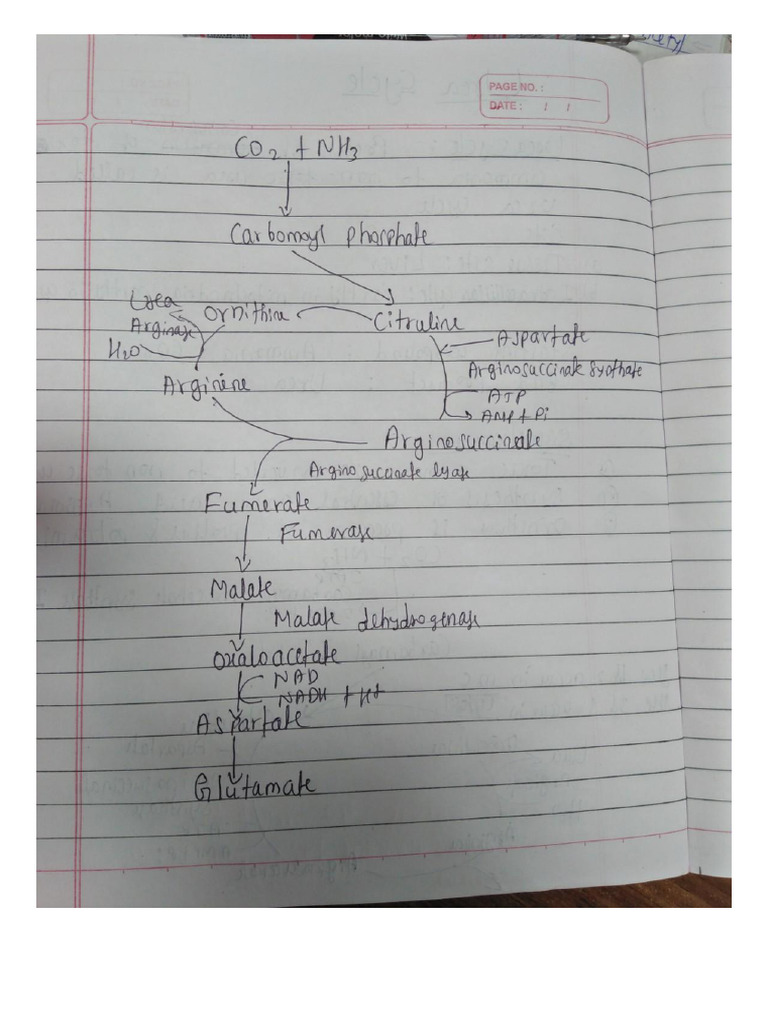 Urea Cycle Diagram | PDF
