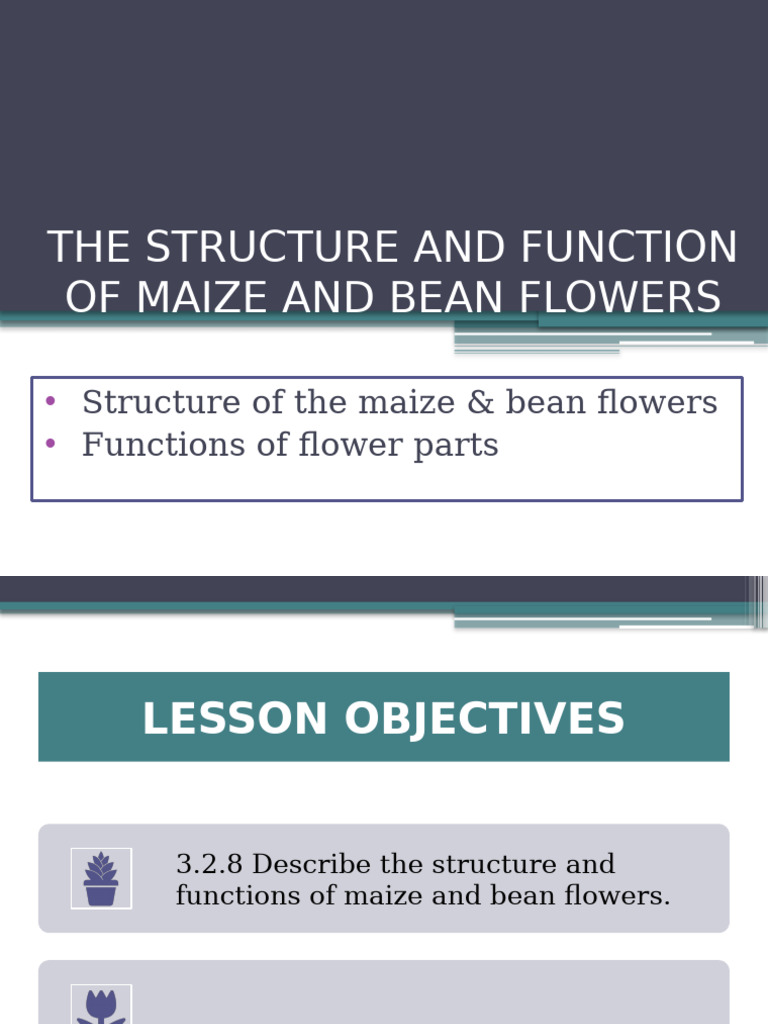 Lesson 8 The Structure and Function of in Maize and Bean Flowers | PDF