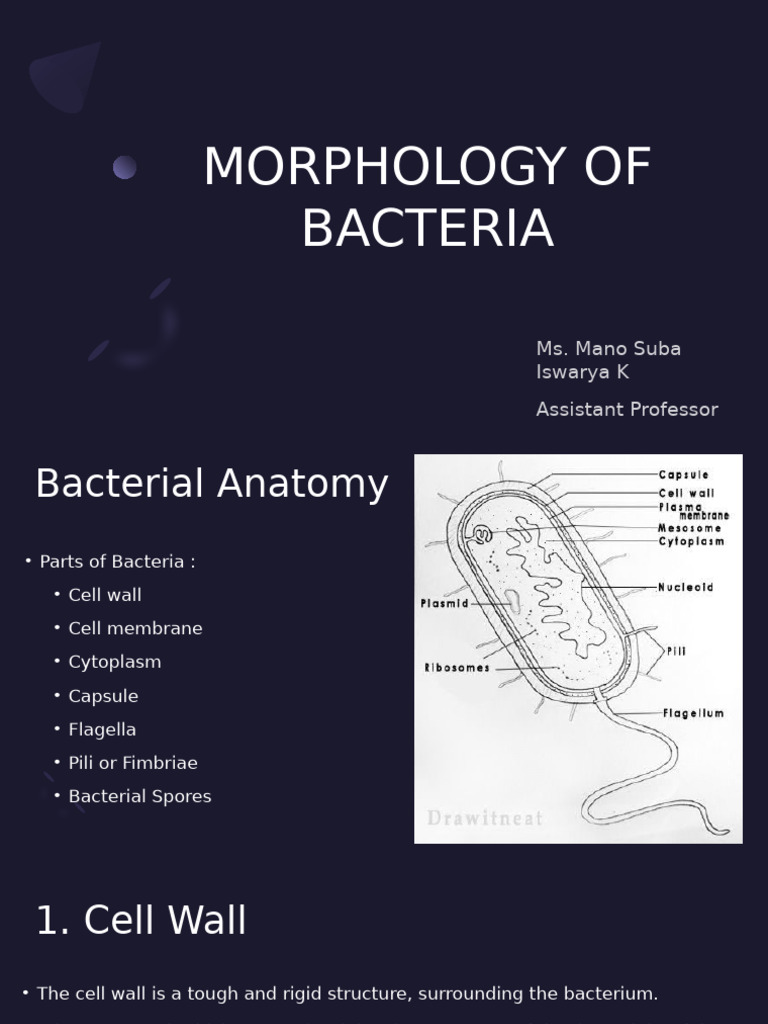 Bacterial Morphology and Structure Overview | PDF | Bacteria | Cell ...