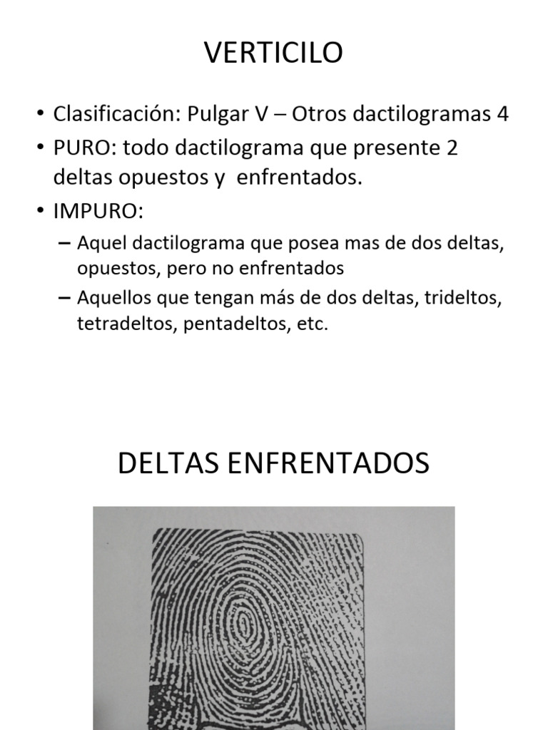 Verticilo - 13 | PDF
