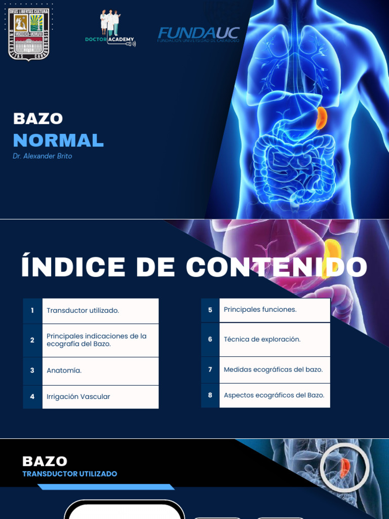 Medidas Normales del Bazo en Ecografía | PDF | Bazo | Órgano (anatomía)