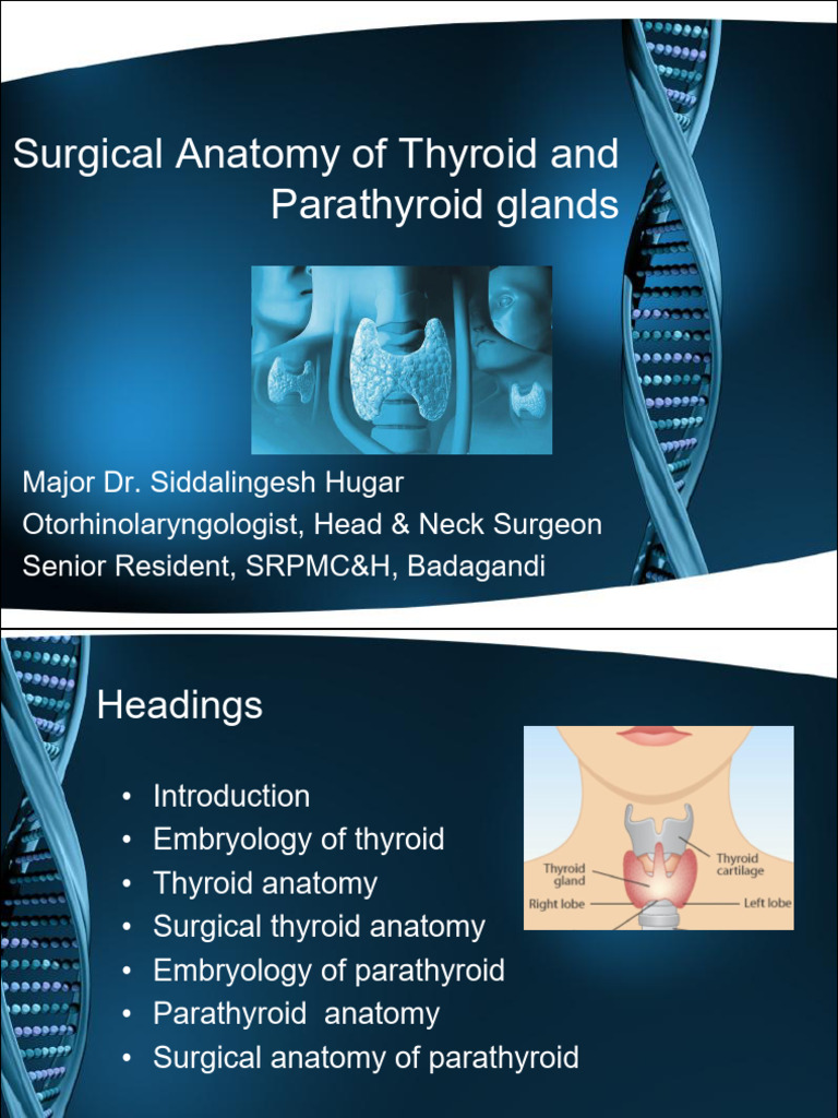 Surgical Anatomy of Thyroid Gland | PDF | Thyroid | Common Carotid Artery
