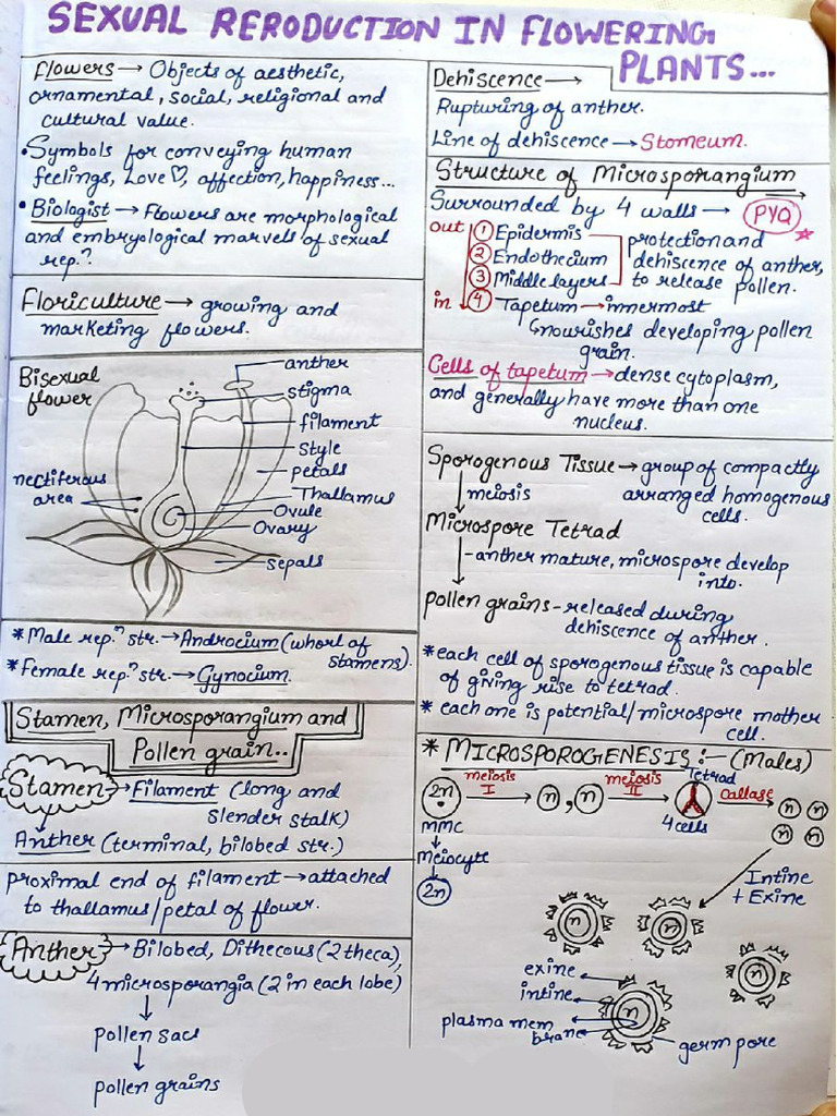 Sexual Reproduction in Plants Notes | PDF