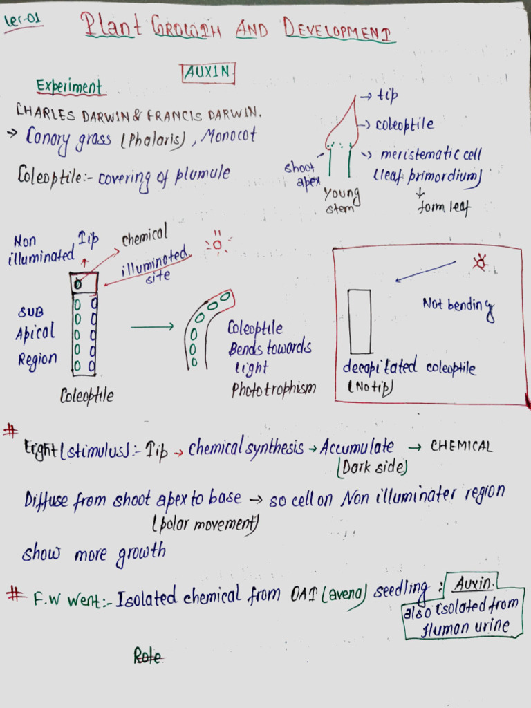 Plant Growth and Development Rupesh Sir Yakeen 2.025 | PDF | Auxin | Plant Hormone
