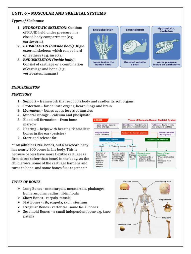 Unit 6 Muscular and Skeletal Systems | PDF | Skeleton | Bone