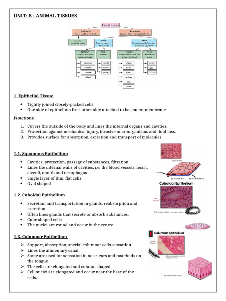 Unit 5 Animal Tissues | PDF | Epithelium | Connective Tissue