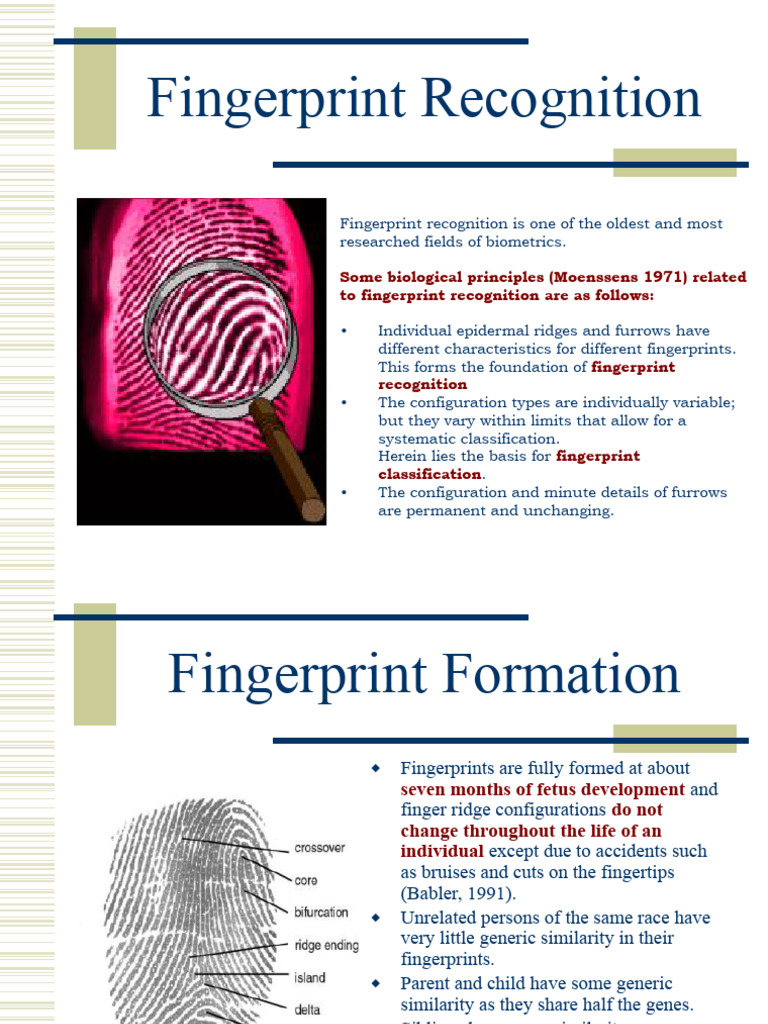 Fingerprints Overview | PDF | Fingerprint | Biometrics