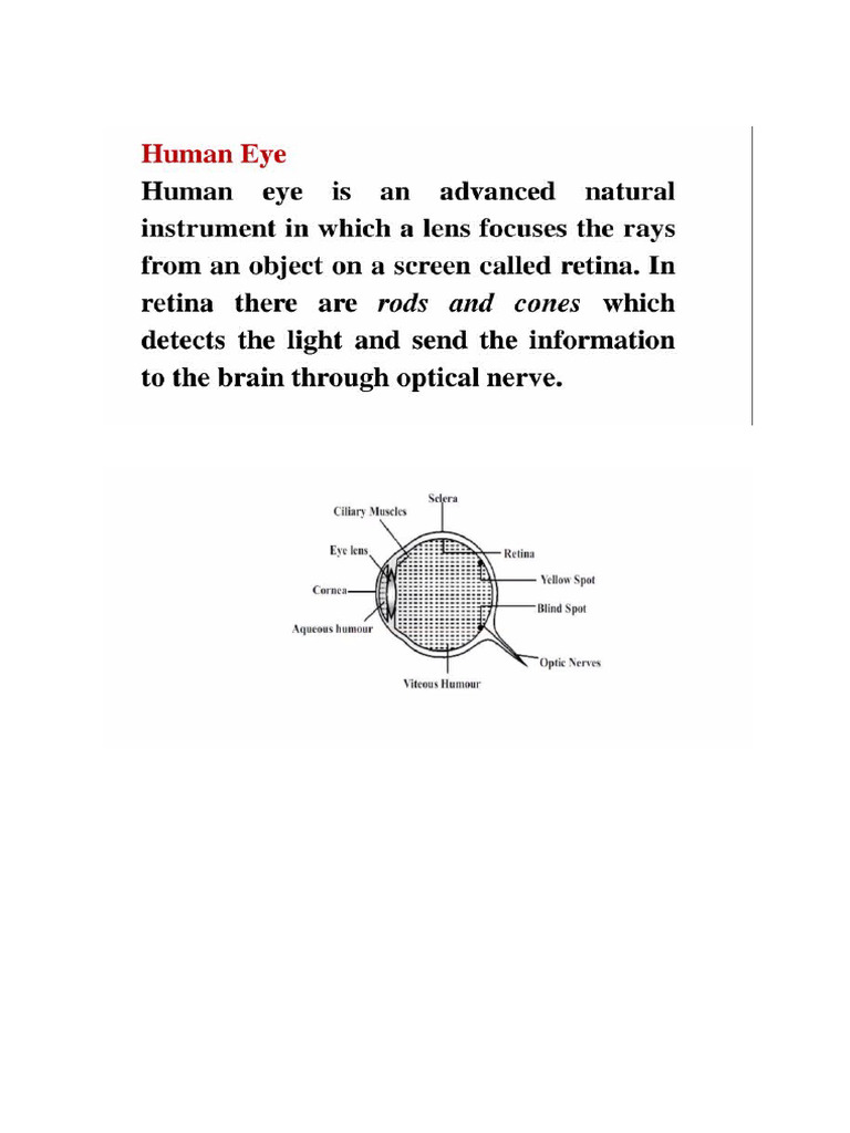 Human Eye | PDF