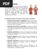 Esquema Completo de Anatomía Humana | PDF