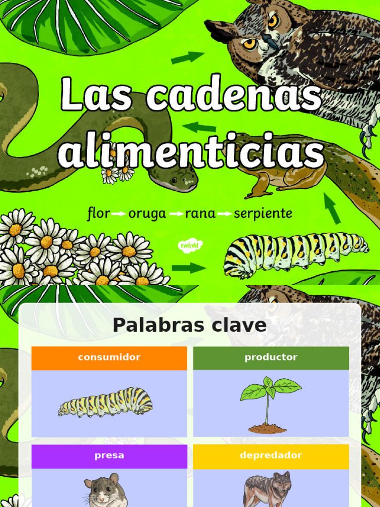 Las Cadenas Alimenticias | PDF