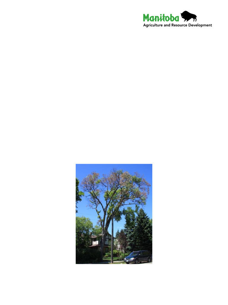 Dutch Elm Disease Management in Manitoba | PDF | Trees | Botany