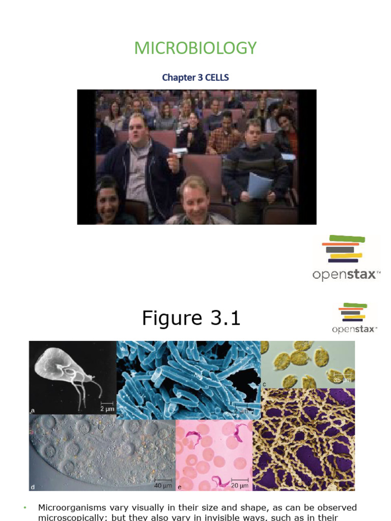 Microbiology: Cell Types and Functions | PDF | Cell (Biology) | Cell ...