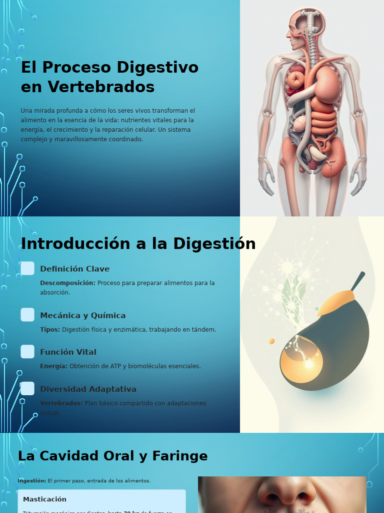 El Proceso Digestivo en Vertebrados | PDF | Digestión | Sistema digestivo humano