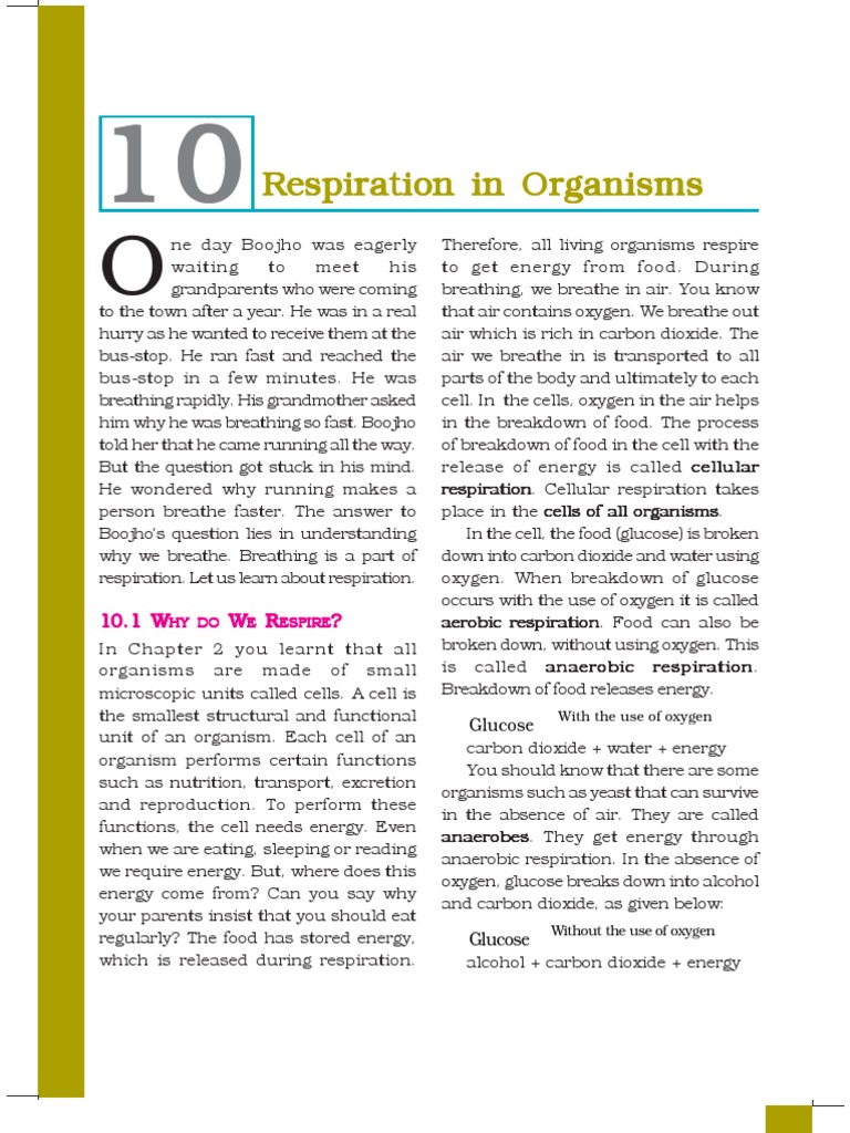 Respiratory System | PDF