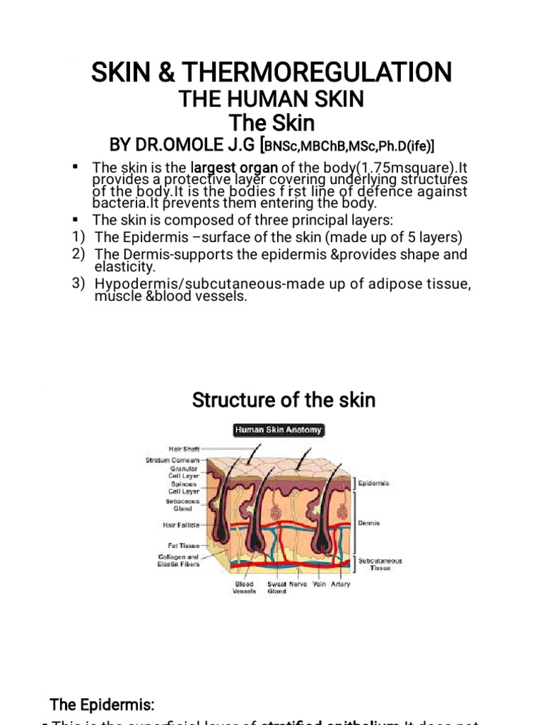 Skin and Thermoregulation 1-2 | PDF | Skin | Epidermis