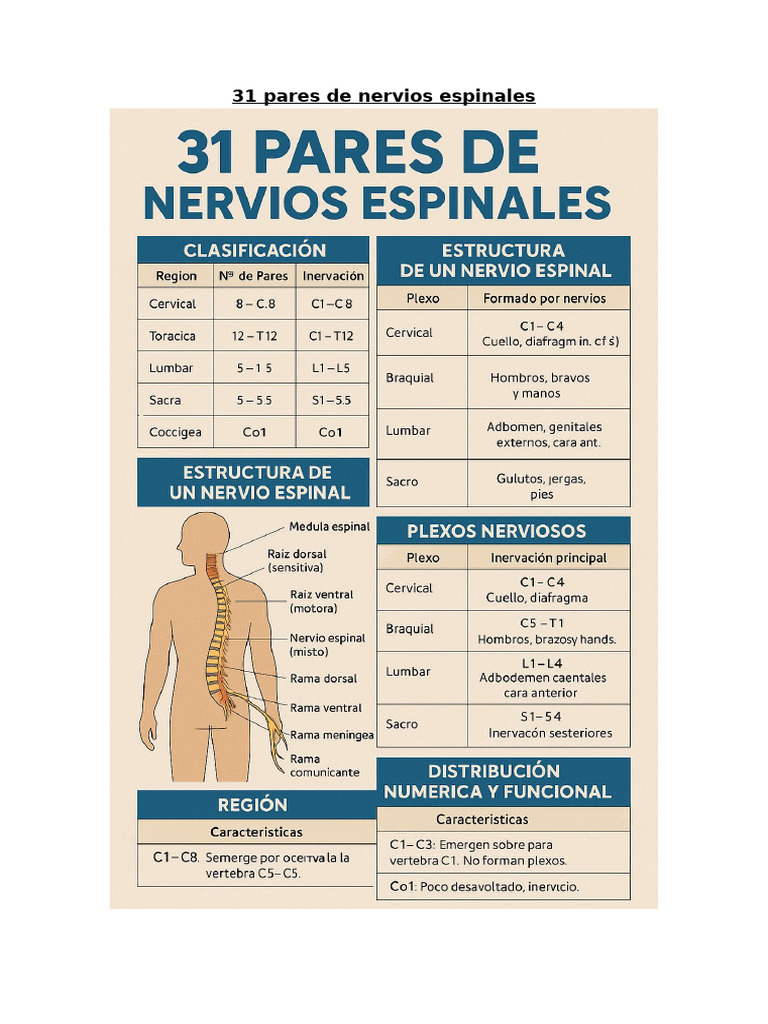 Infografía de 31 Pares de Nervios Espinales | PDF