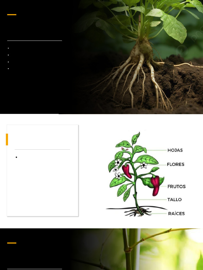 Las-Plantas-Y-Sus-Funciones Listo | PDF | Flores | Plantas