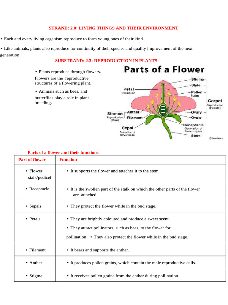Reproduction Processes in Flowering Plants | PDF | Flowers | Pollination