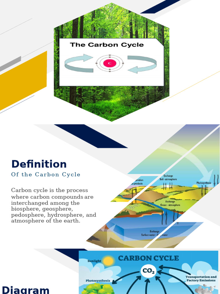 Carbon Cycle Presentation | PDF
